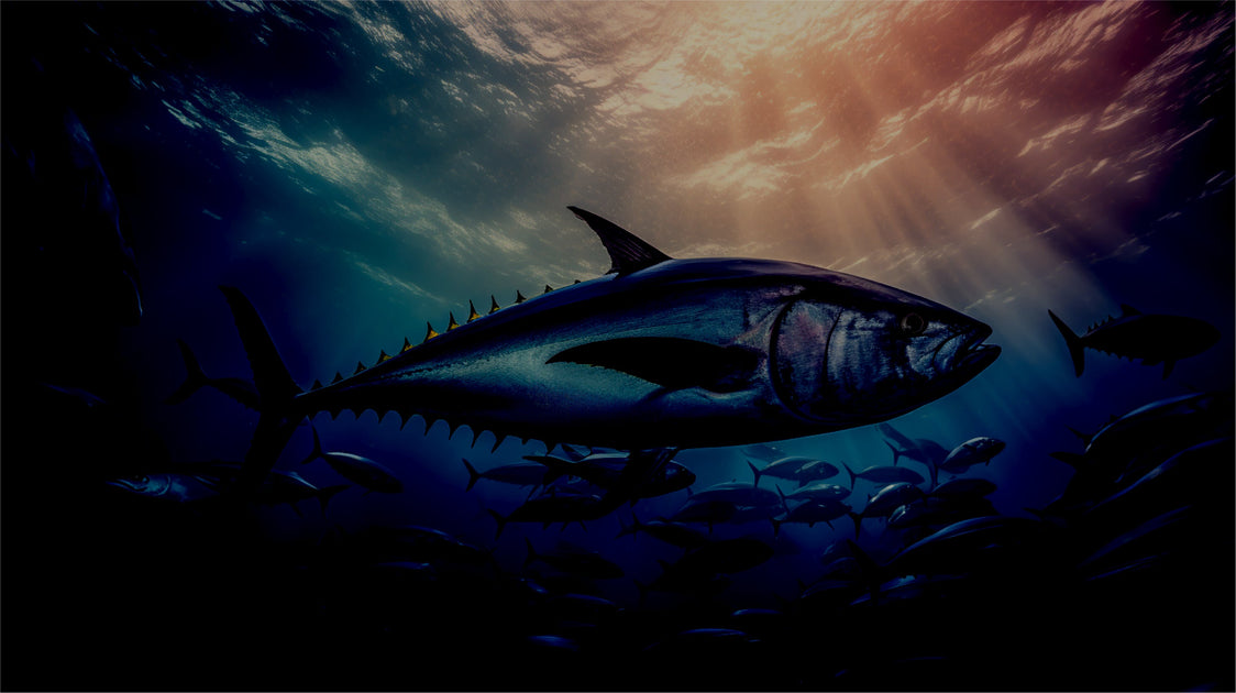 先行予約販売 – AMBERJACK : Offshore Fishing Select Shop